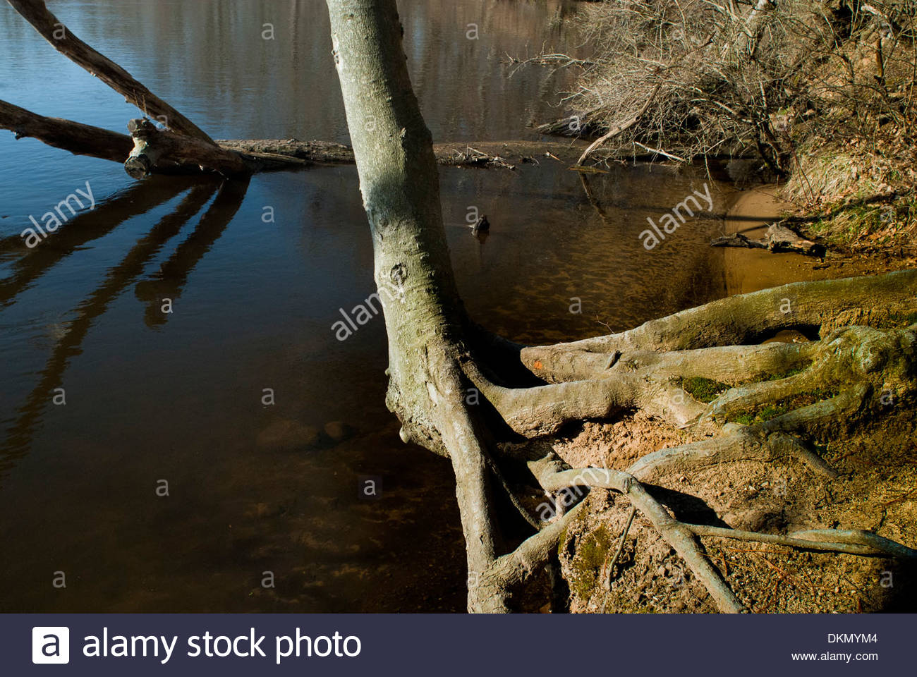 Exposed Tree Roots River Bank Stock Photos & Exposed Tree Roots River ...