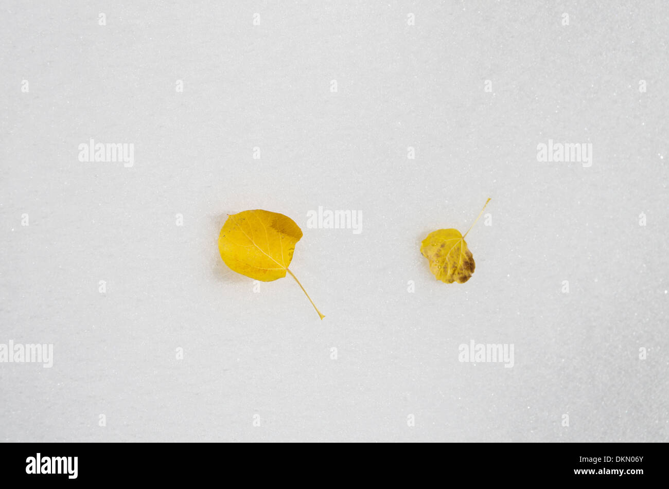 Aspen leaf snow hi-res stock photography and images - Alamy