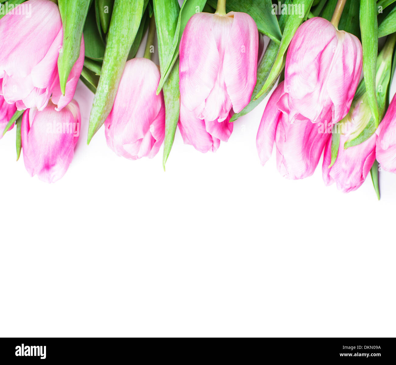 pink tulips frame isolated on white, for design Stock Photo - Alamy