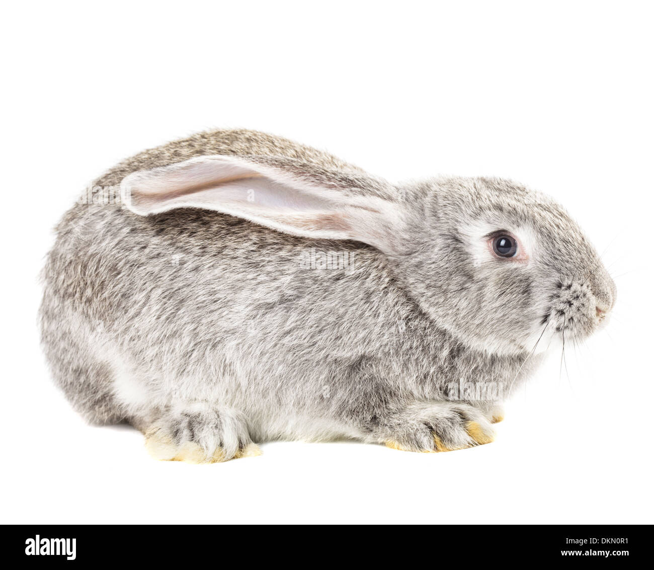 Cute grey rabbit isolated on white background Stock Photo - Alamy