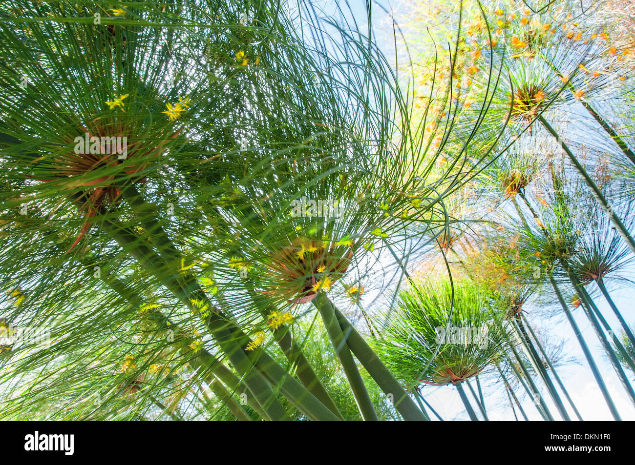 Papyrus flowers hi-res stock photography and images - Alamy