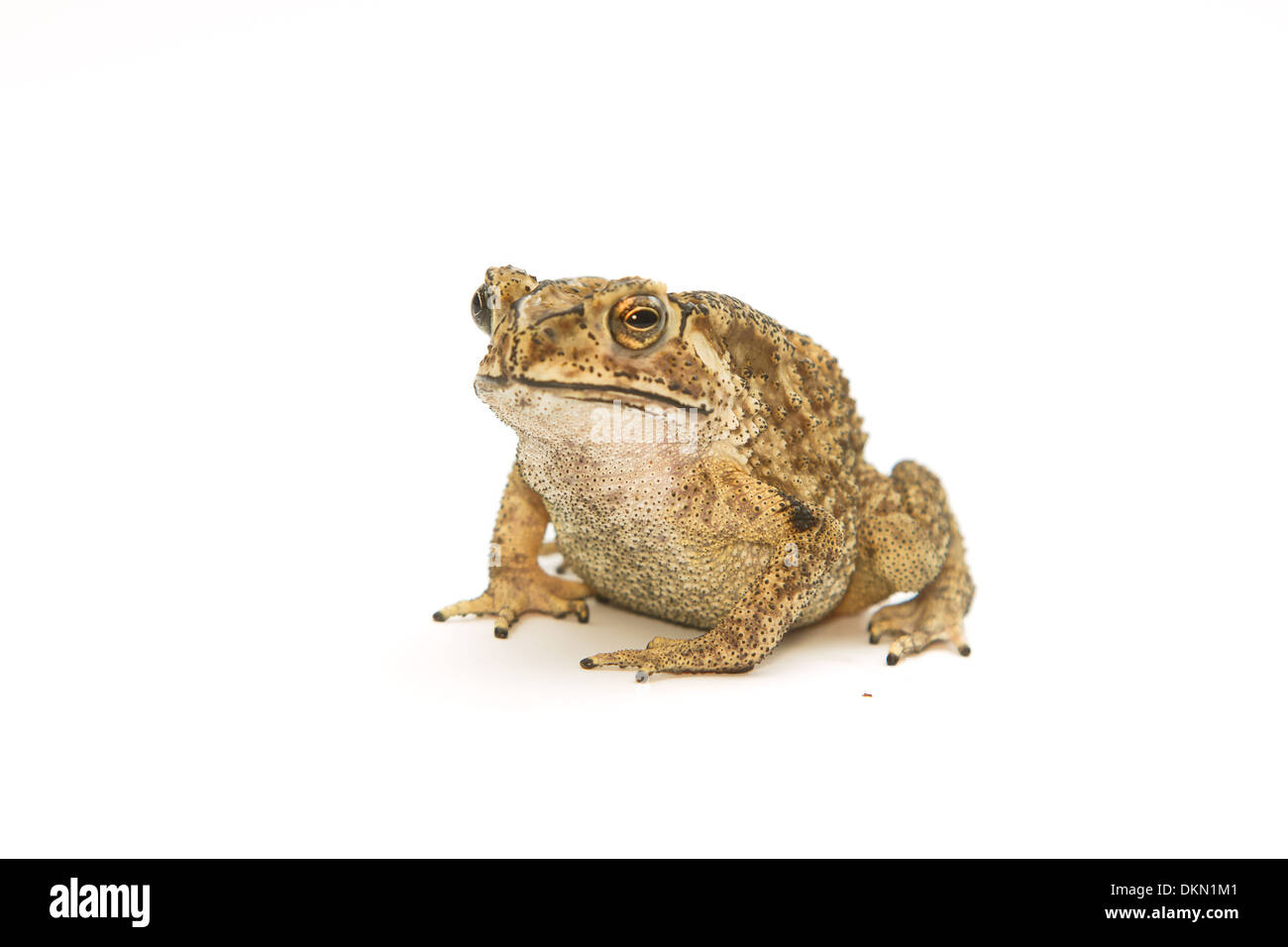 Wet toad Cut Out Stock Images & Pictures - Alamy