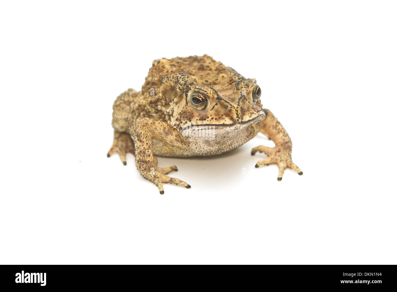 Wet toad Cut Out Stock Images & Pictures - Alamy