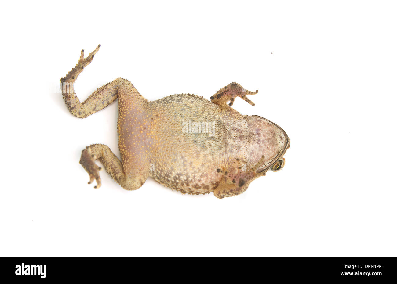 Wet toad Cut Out Stock Images & Pictures - Alamy