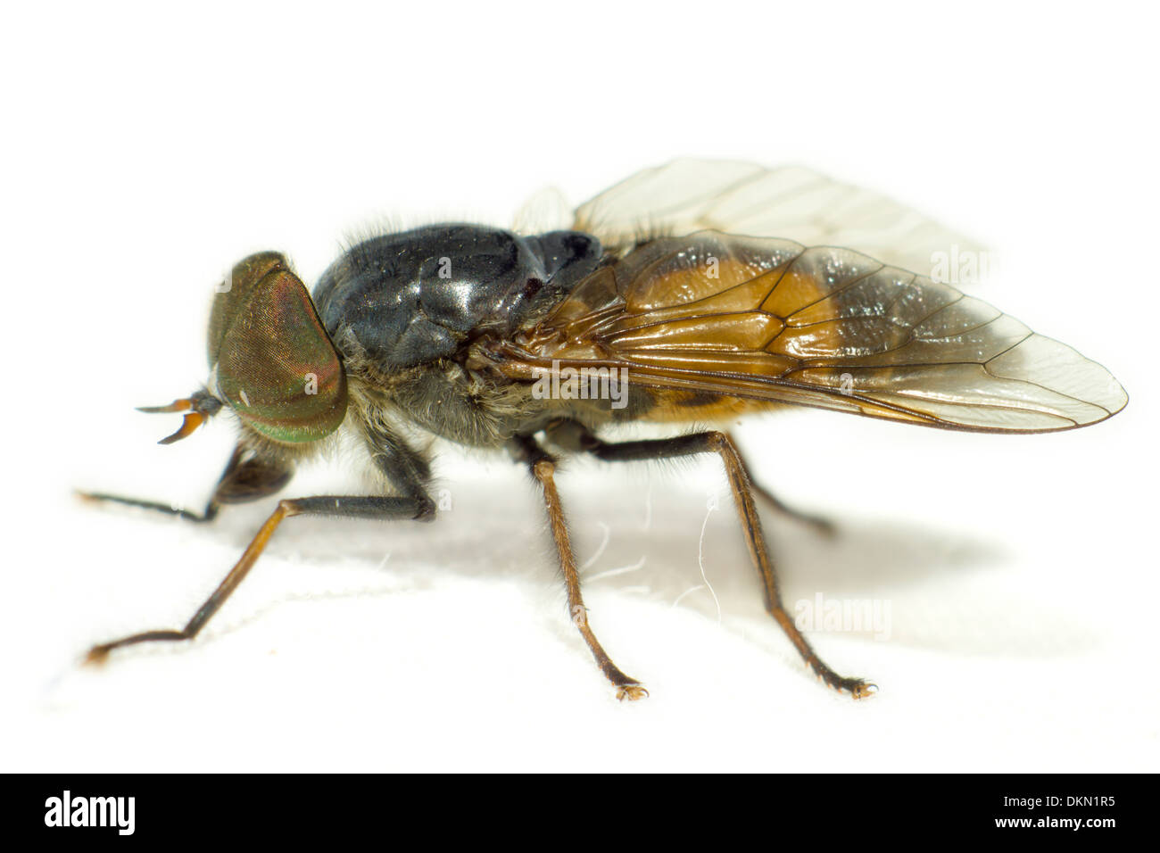 Portrait of a Horse-fly Stock Photo - Alamy