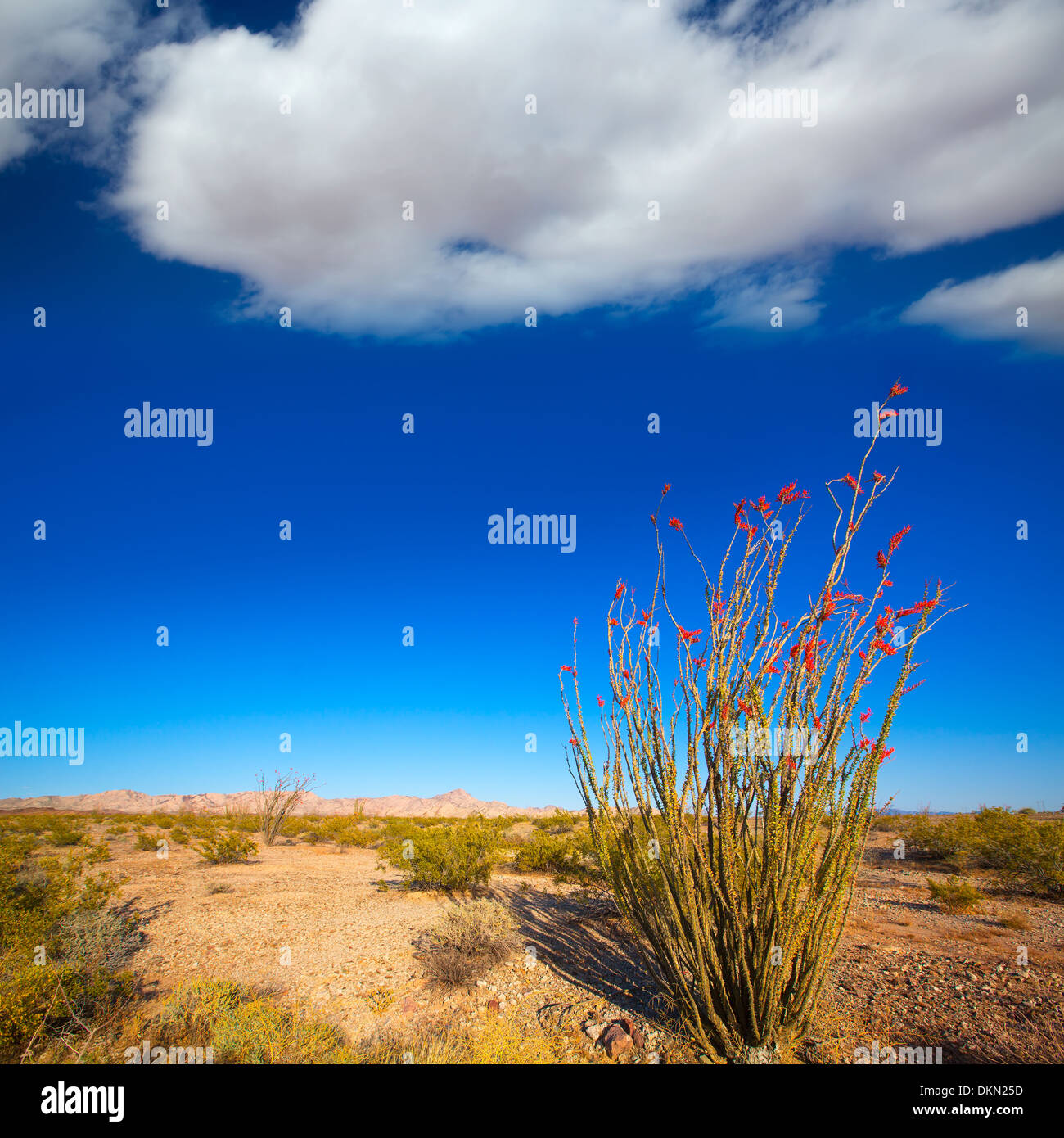 Ocotillo bush hi-res stock photography and images - Alamy