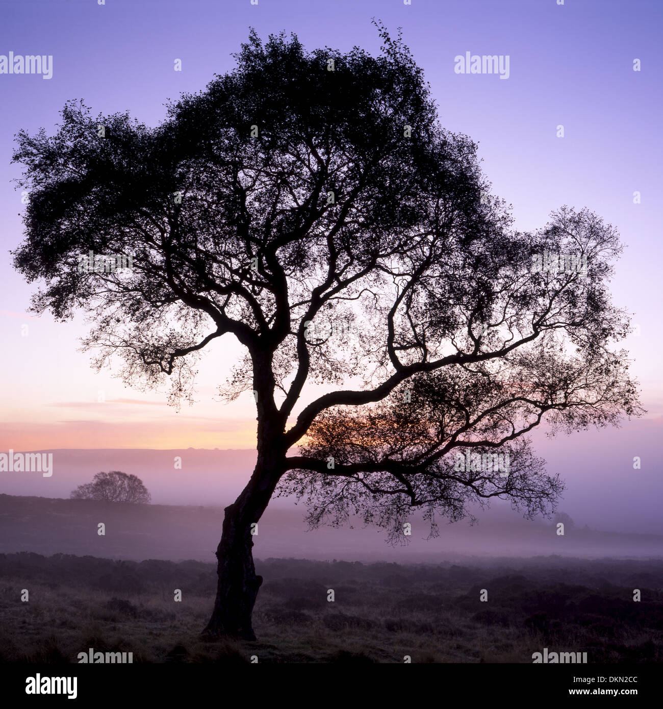 Peak district uk dawn tree hi-res stock photography and images - Alamy