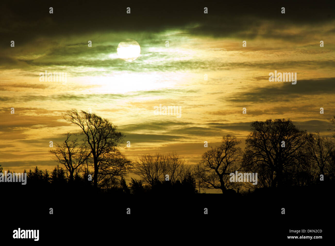 Moonlight over Trees Stock Photo - Alamy