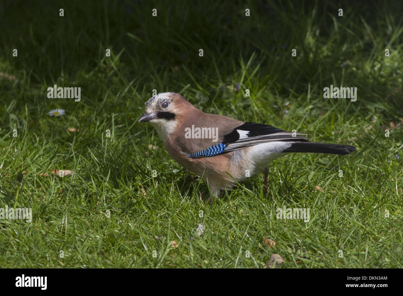 Crow family bird jay hi-res stock photography and images - Alamy
