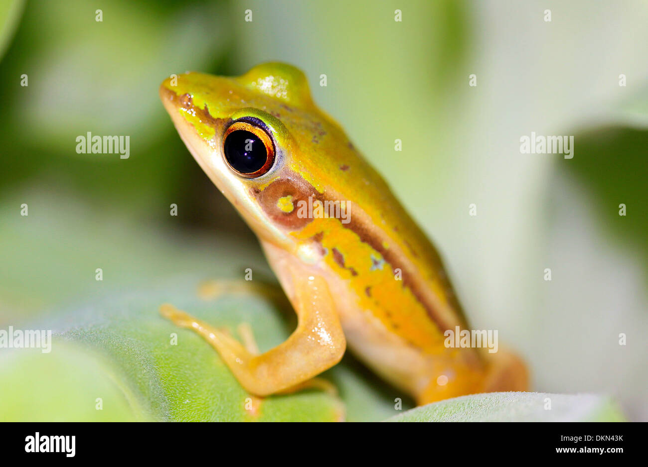 Thailand frog hi-res stock photography and images - Alamy