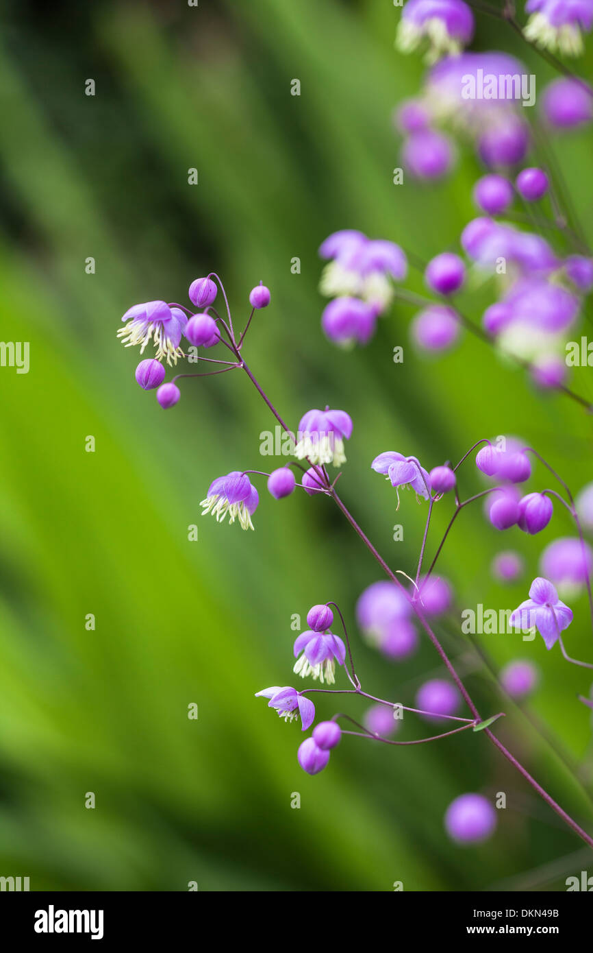 Scotland summer flora hi-res stock photography and images - Alamy