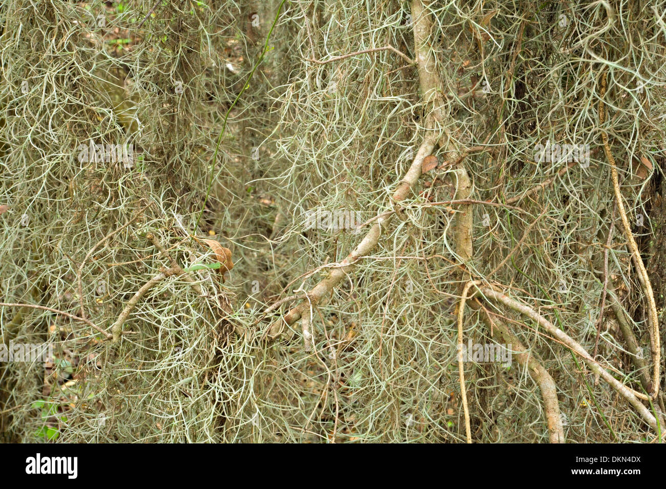 Strands of spanish moss hi-res stock photography and images - Alamy