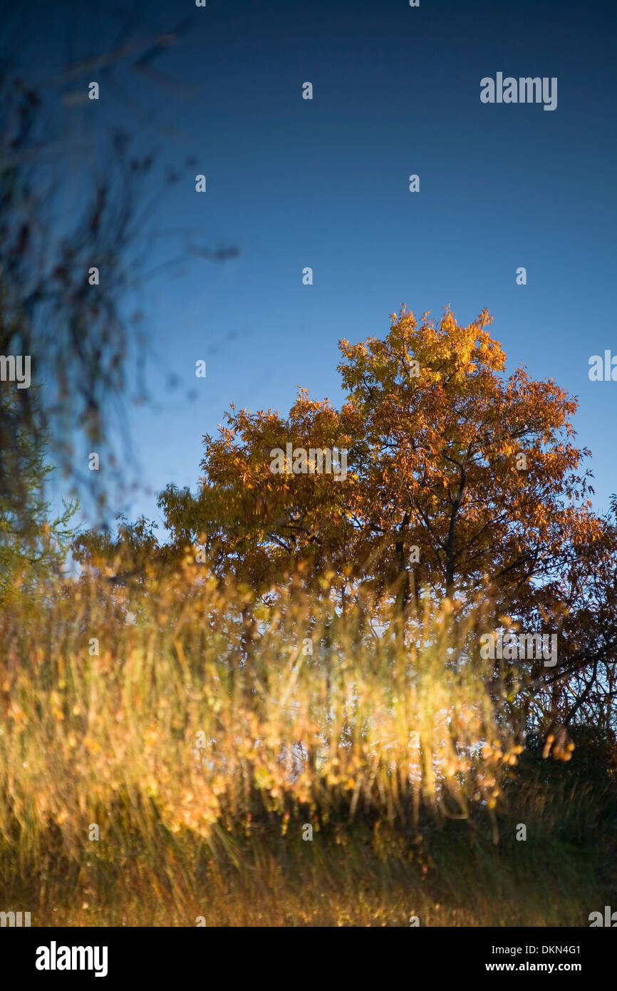 Oak barrens hi-res stock photography and images - Alamy