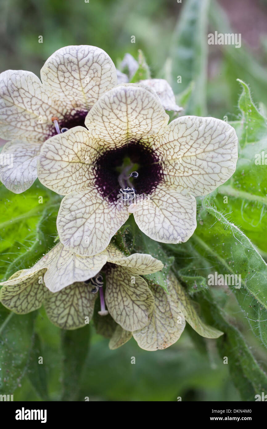 Black henbane hyoscyamus niger hi-res stock photography and images - Alamy