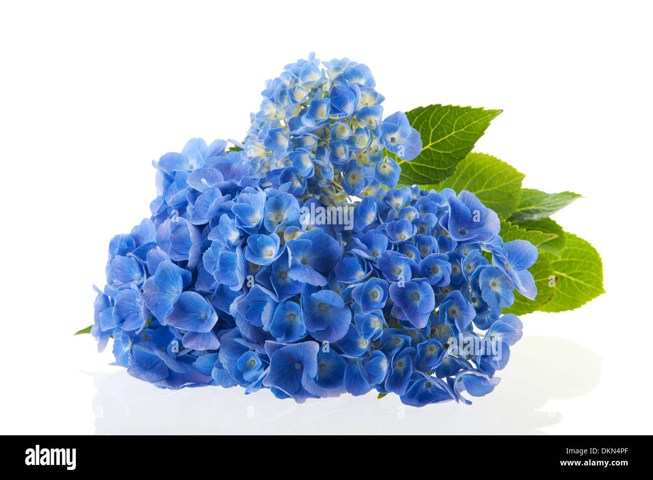 blue hydrangea flowers isolated over white background Stock Photo - Alamy