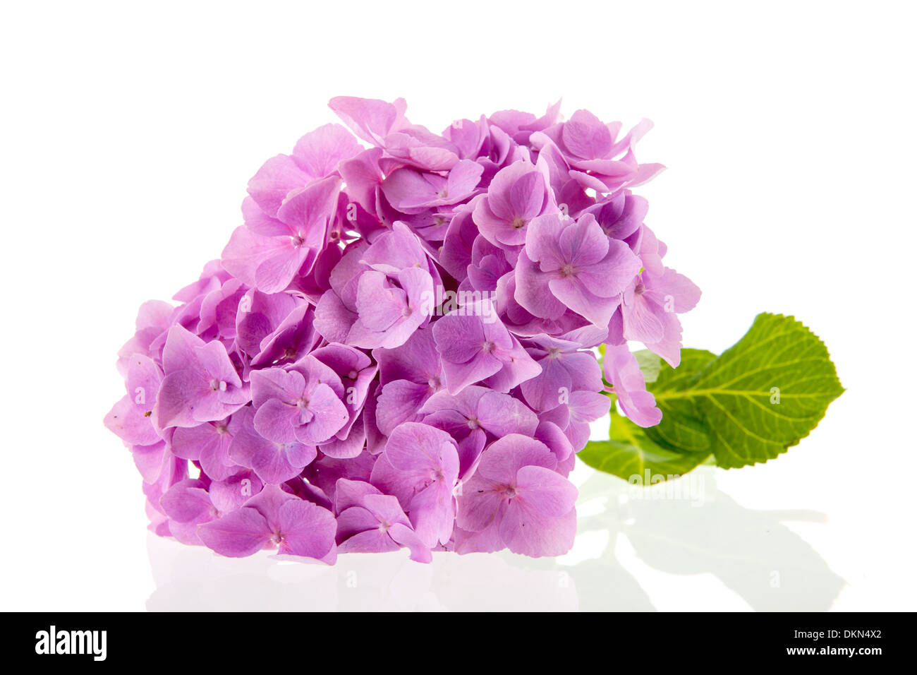 Pink hydrangea isolated over white background Stock Photo - Alamy