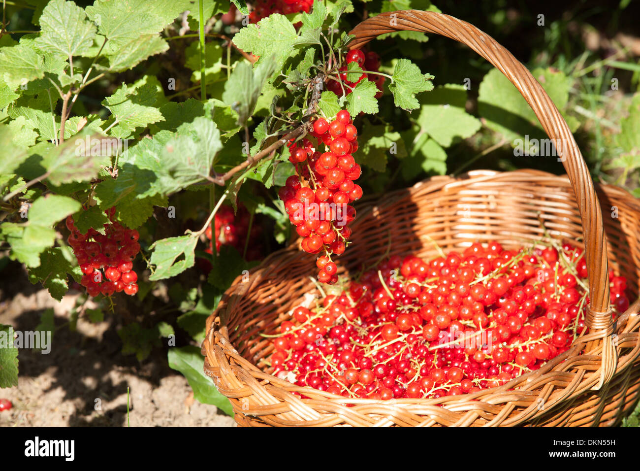 basket of red currants in the garden Stock Photo - Alamy