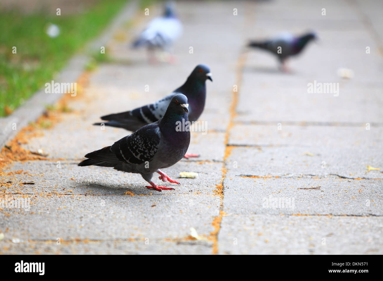 Hungry pigeons eating bread in the city street Stock Photo - Alamy