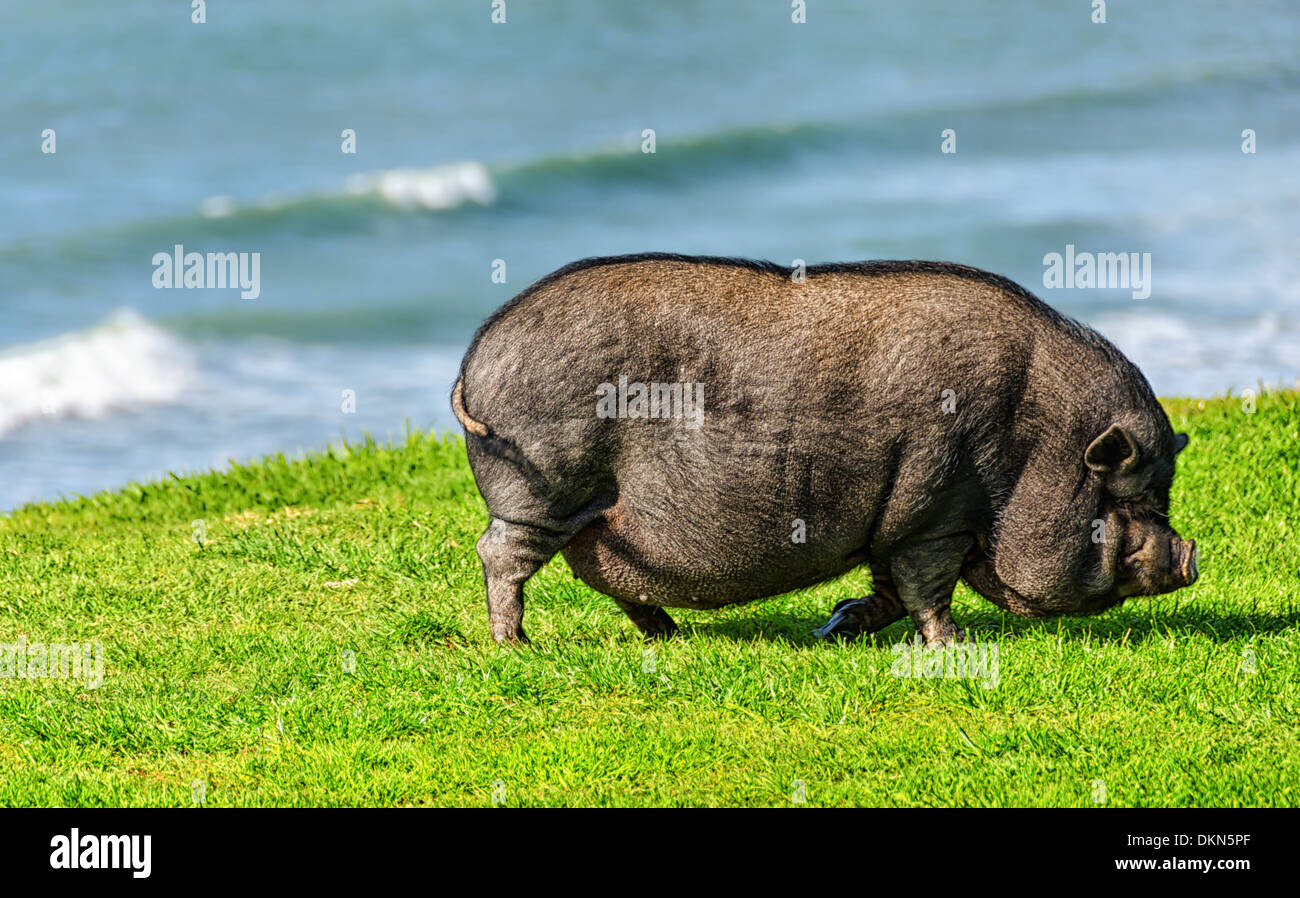 Pot Bellied pig roaming on the grass above the ocean. Photographed at ...