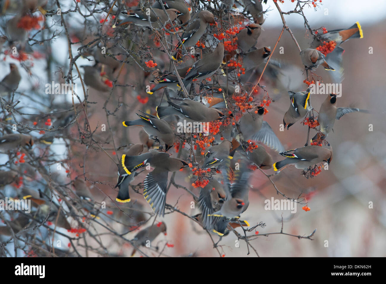 A Bohemian waxwing flock attacks a mountain ash tree in winter ...