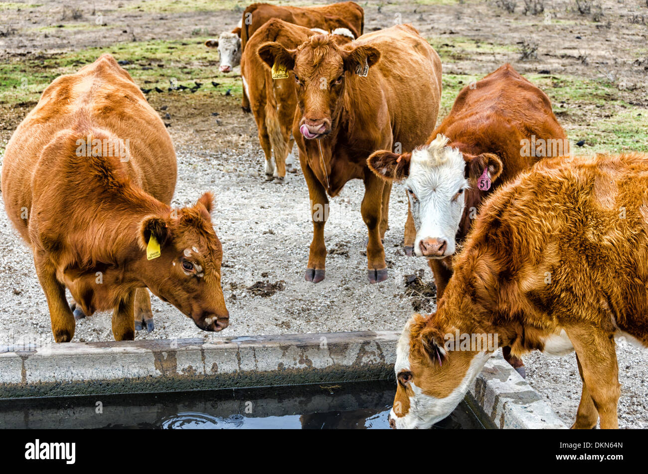 Images of cows hi-res stock photography and images - Alamy