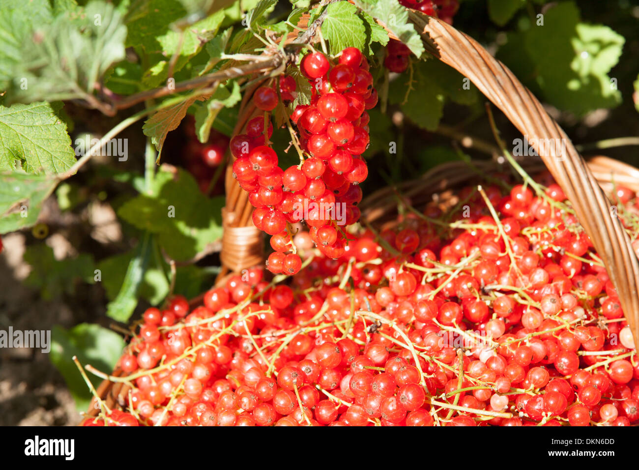 basket of red currants in the garden Stock Photo - Alamy