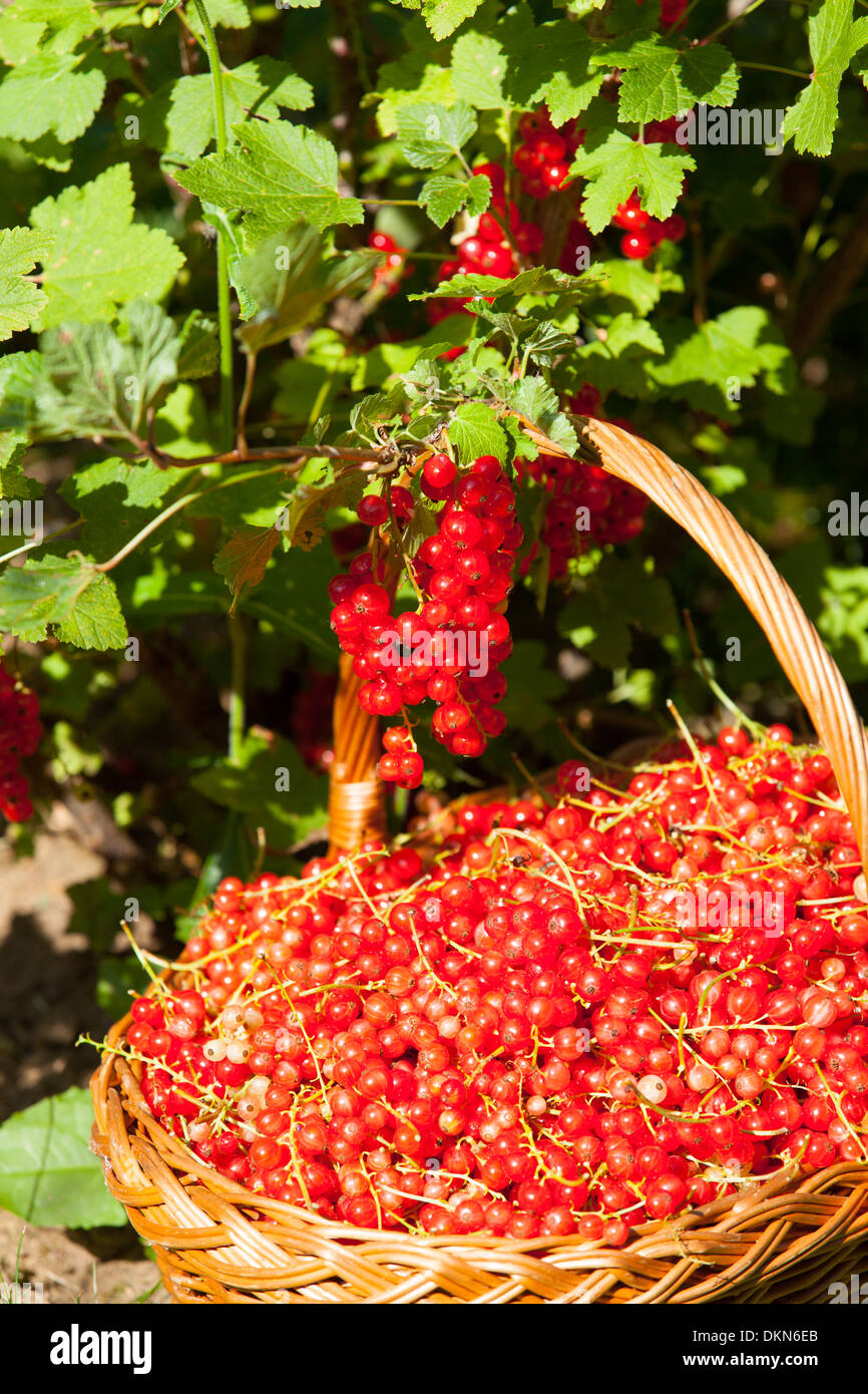 Gooseberry bush basket hi-res stock photography and images - Alamy