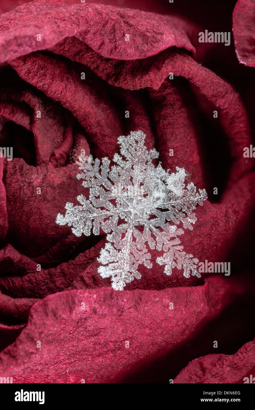 Snowflake on a rose near Anchorage Alaska Stock Photo - Alamy