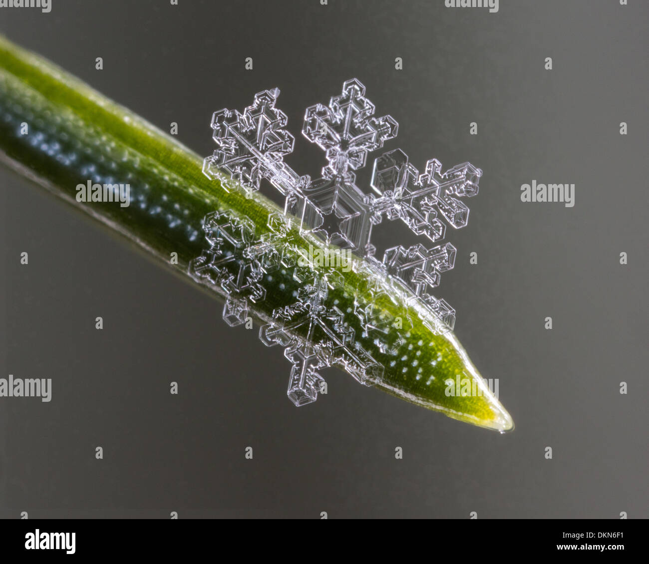 Snowflake snowflakes hi-res stock photography and images - Alamy