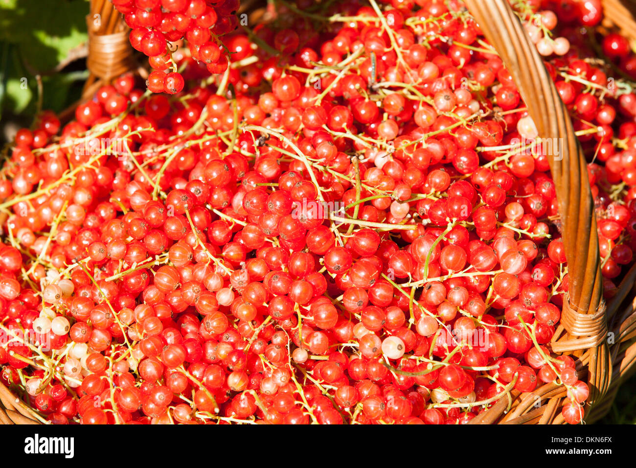 basket of red currants in the garden Stock Photo - Alamy
