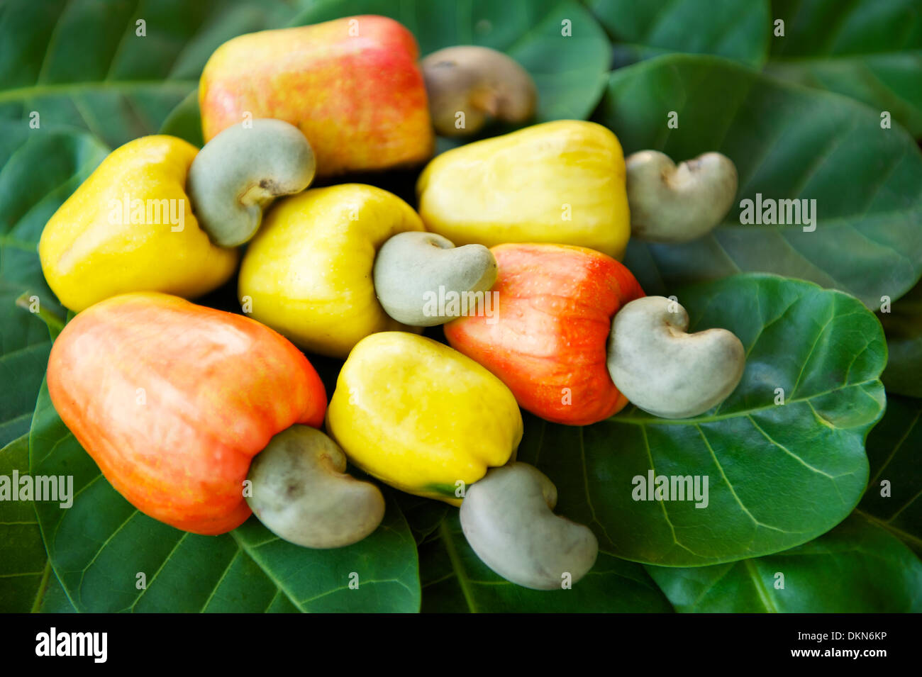 Colorful display of fresh ripe Brazilian caju cashew fruit in red ...