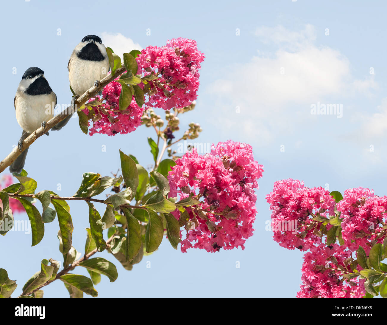 Two Chickadees in a Crape Myrtle Tree Stock Photo - Alamy