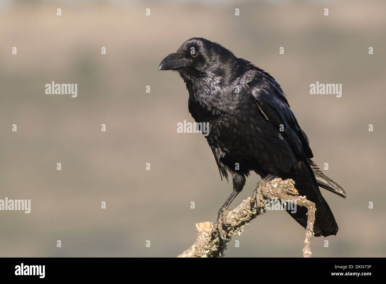 Image of a crow in the Sierra de San Pedro in Extremadura, Spain Stock ...