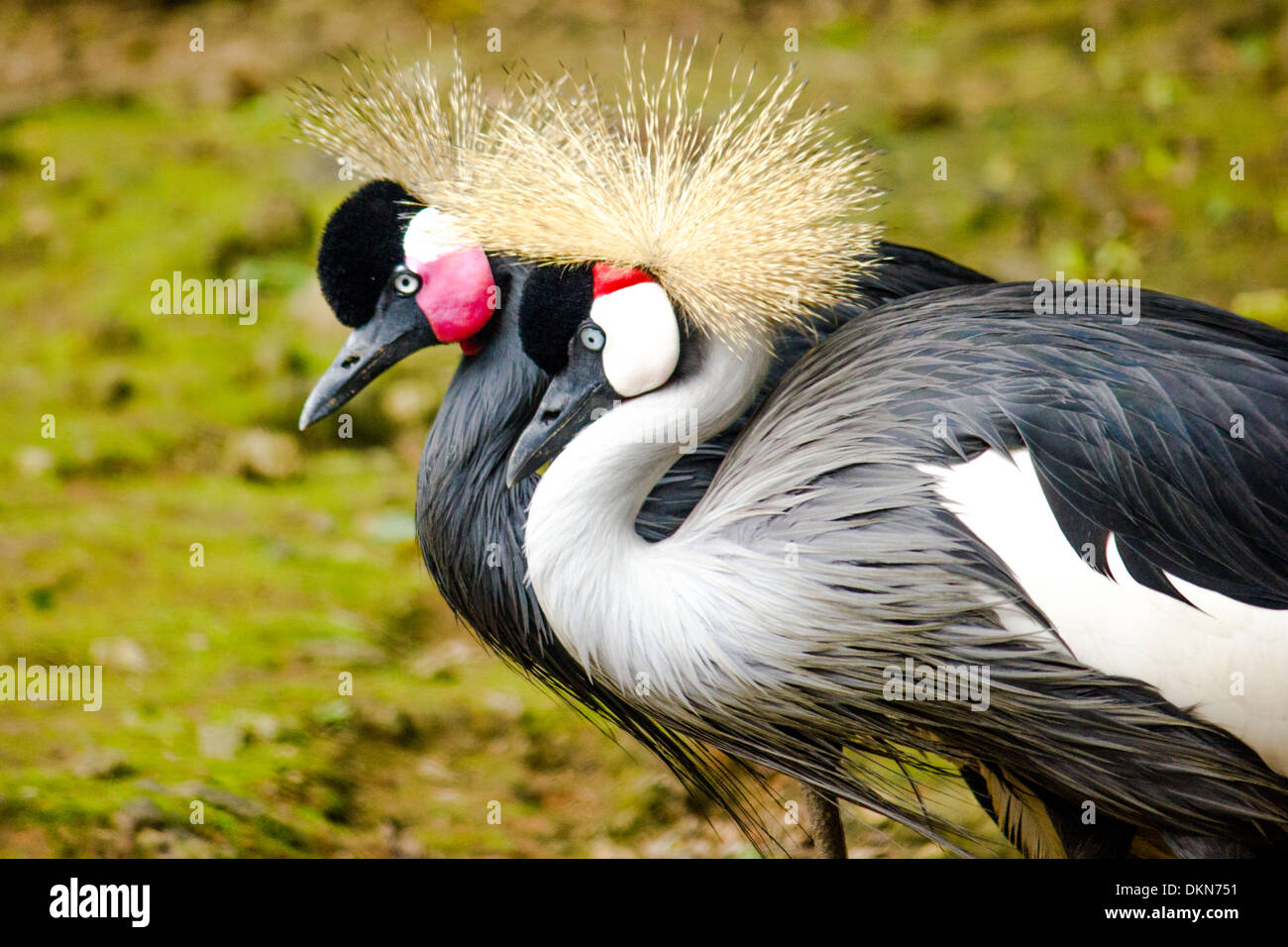 Two different Crowned Cranes being together Stock Photo - Alamy