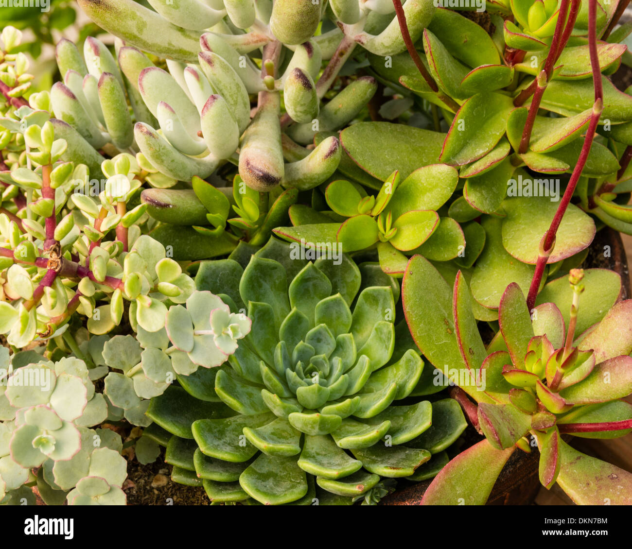 Sempervivum or sedum plants for use with sustainable construction roof ...