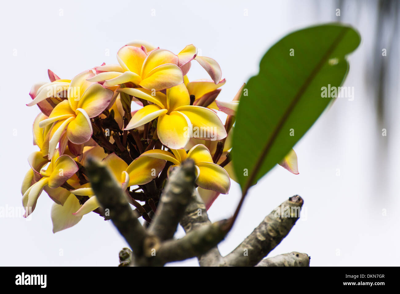The Frangipanni Series Stock Photo - Alamy