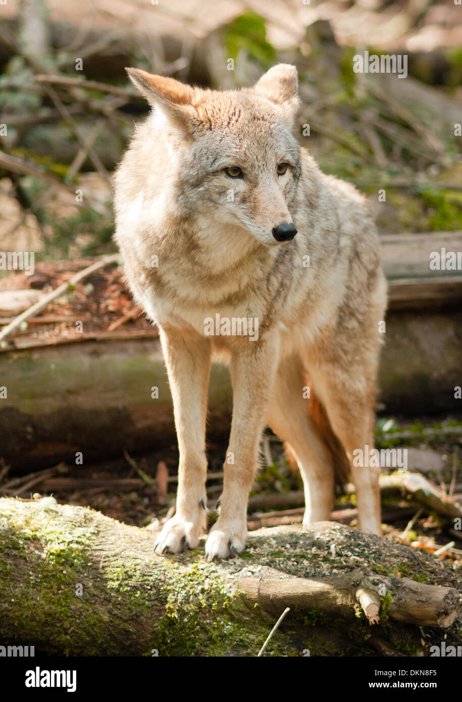 Coyote Stands on Log Looking around for Prey Stock Photo - Alamy