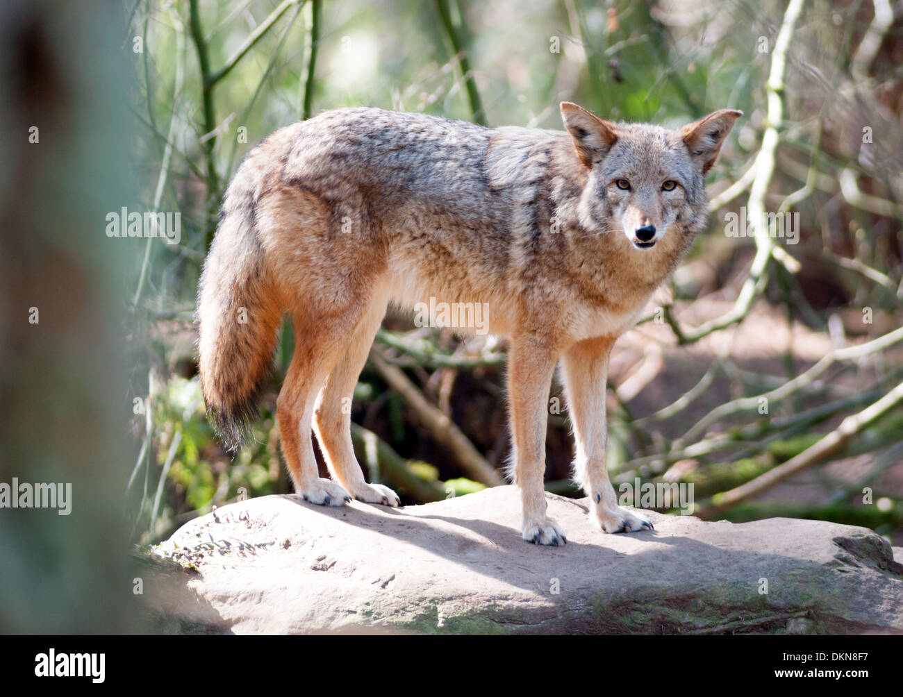 Coyotes love to get up onto rocks and obsorb the heat collected from ...
