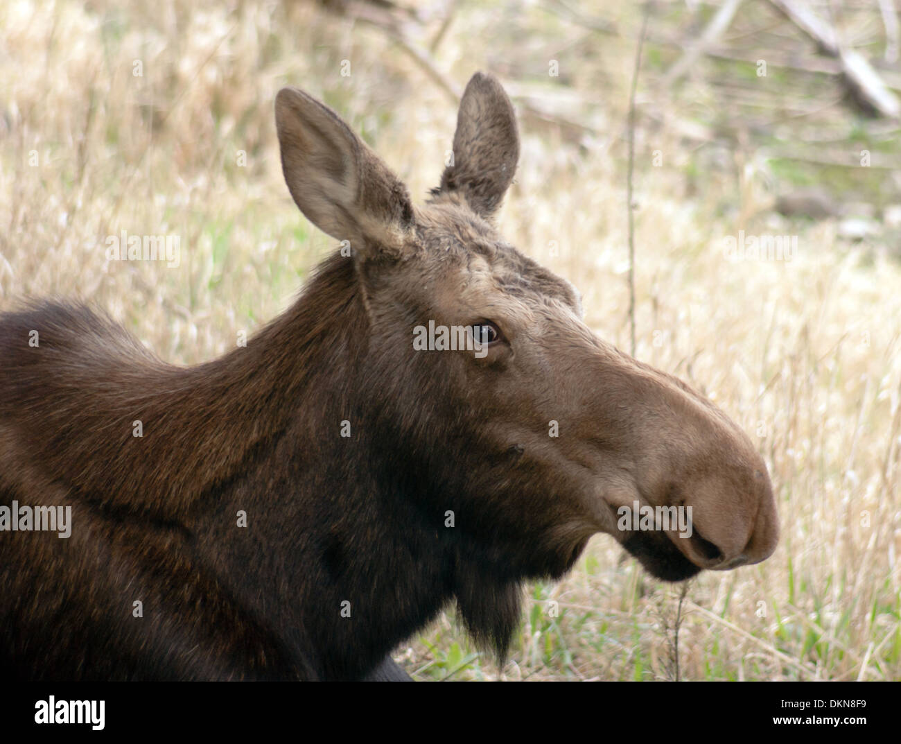 Female moose hi-res stock photography and images - Alamy
