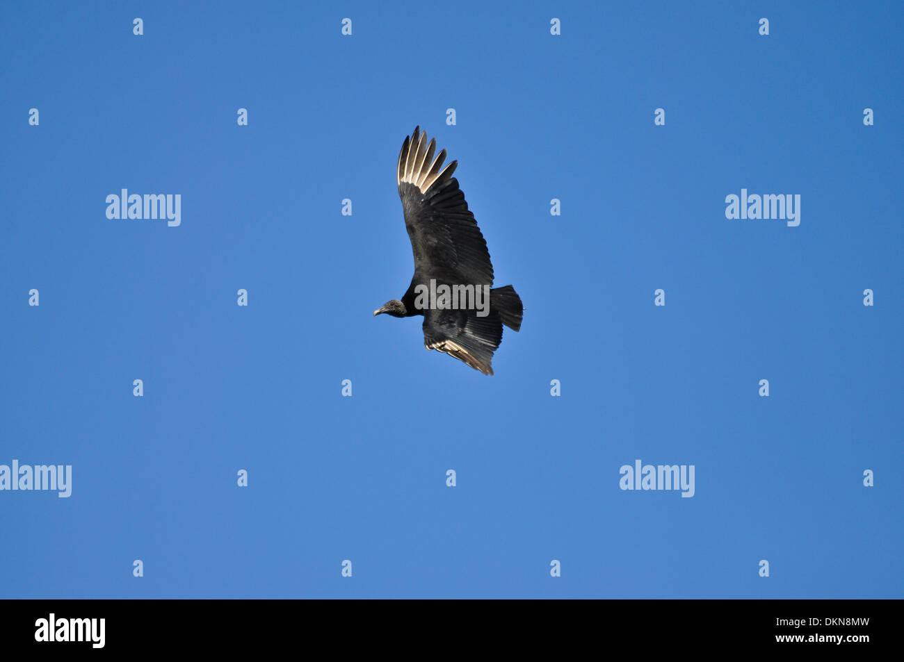 Black Vulture (Coragyps atratus) flying against blue sky Stock Photo ...