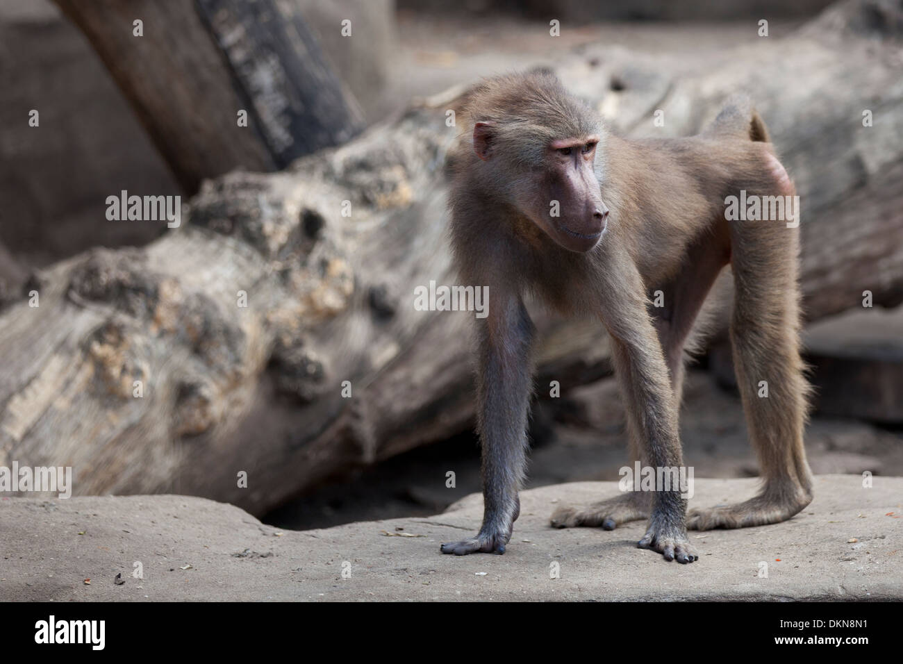 Pets monkey hi-res stock photography and images - Alamy