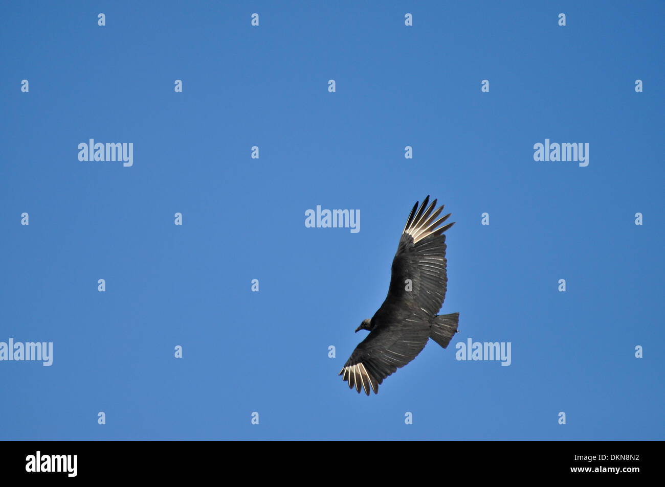 Black vulture coragyps atratus flying hi-res stock photography and ...
