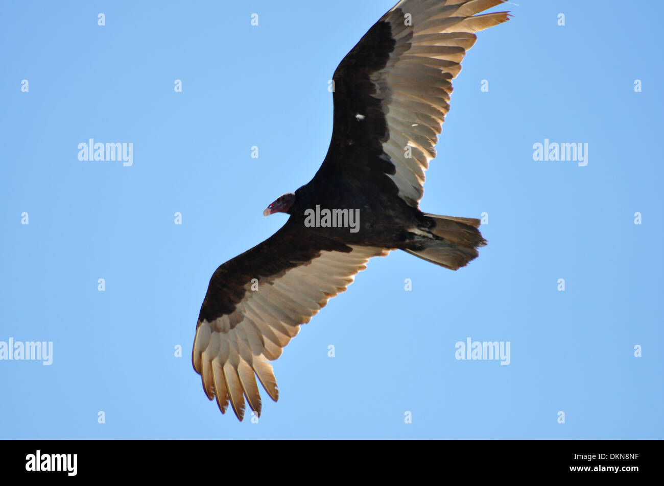 Turkey Vulture (Cathartes aura) flying over Pacific Ocean near Puerto ...