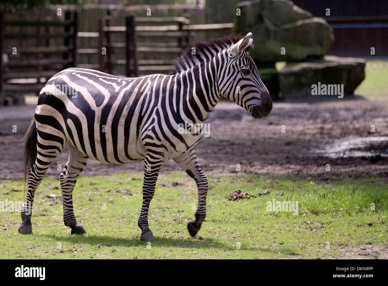 Zebra close up ngorongoro hi-res stock photography and images - Alamy