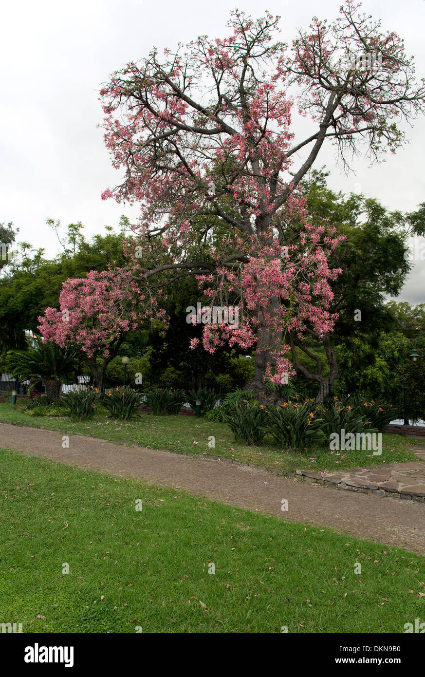 Madeira, Funchal, flowering tree in the municipal park Stock Photo - Alamy