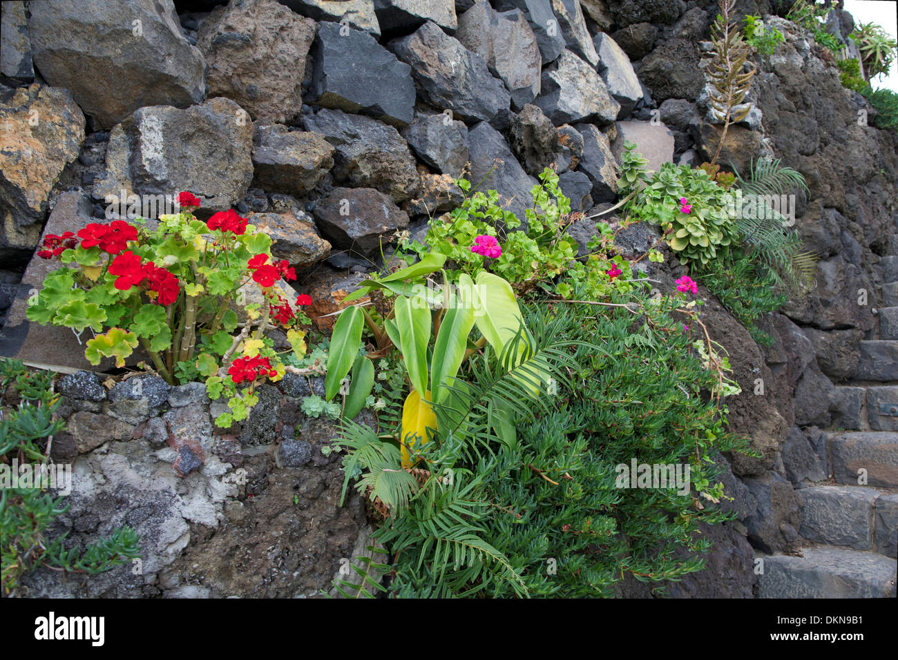 Flowers of madeira hi-res stock photography and images - Alamy