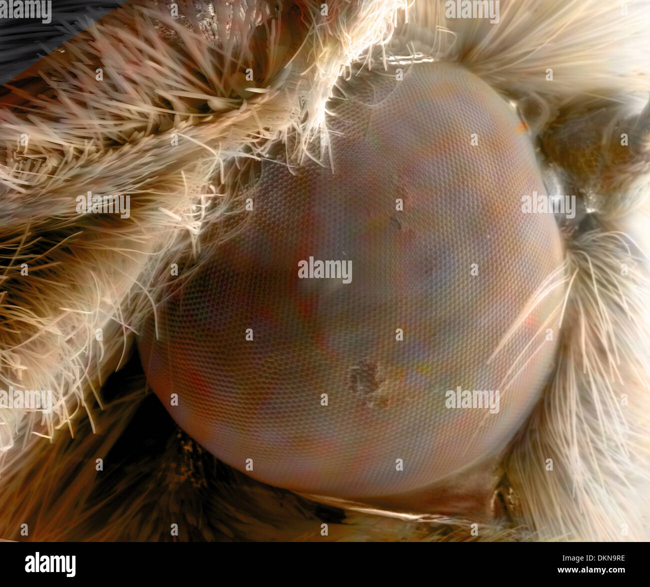 Eye of silver Y (Autographa gamma), correlative macro photography and ...