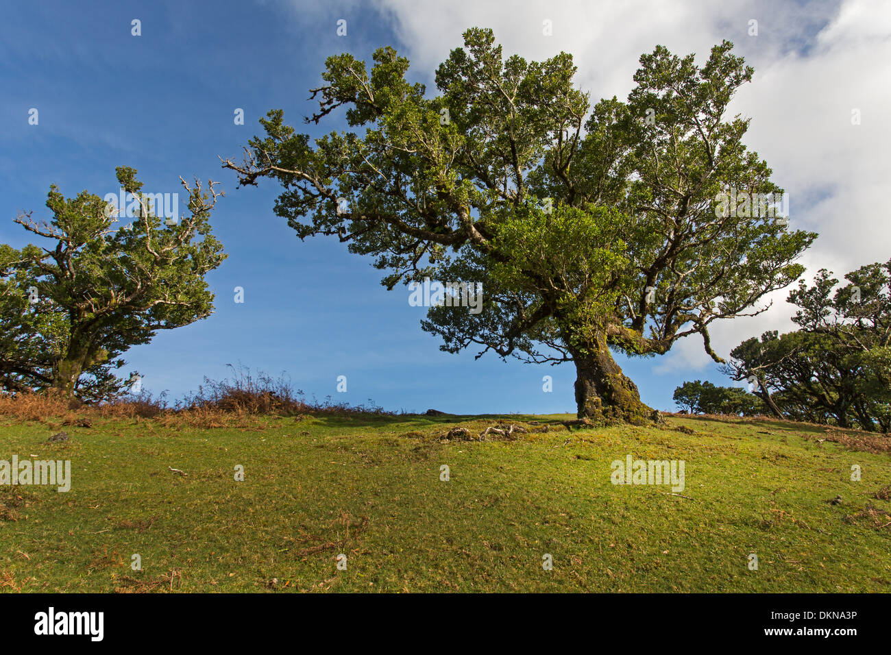 Old laurel trees hi-res stock photography and images - Alamy
