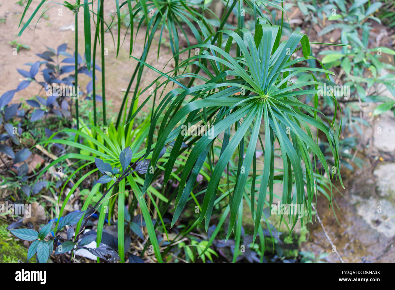 Umbrella papyrus hi-res stock photography and images - Alamy