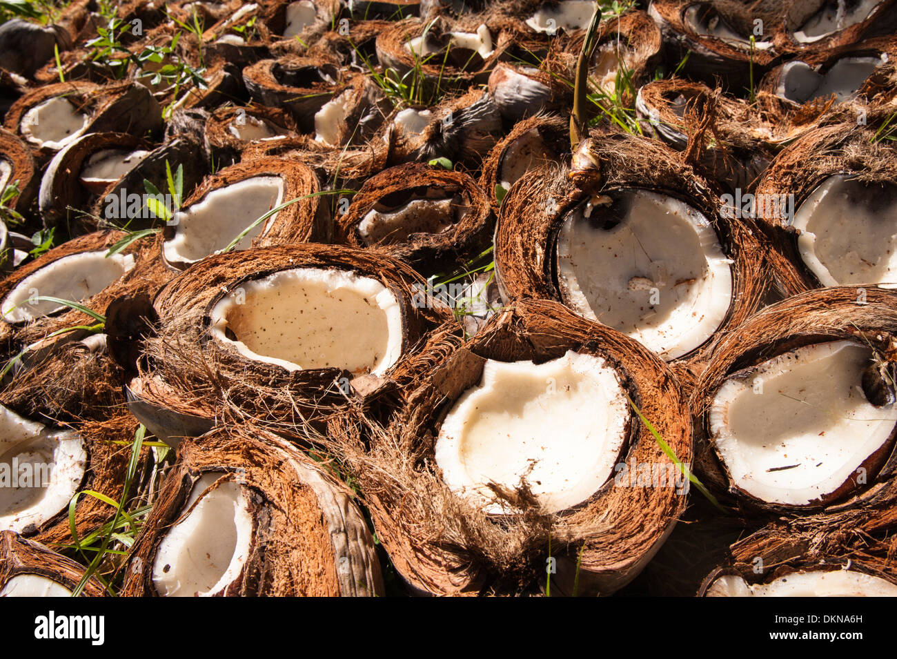 Coconut drying process hi-res stock photography and images - Alamy